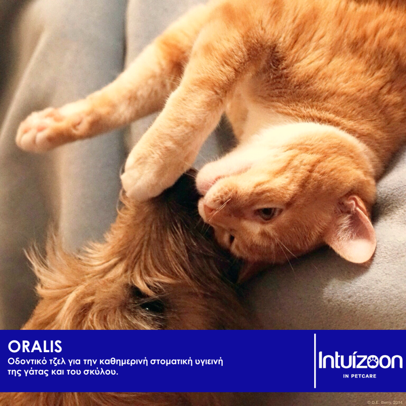 Οδοντικό τζέλ για κατοικίδια ORALIS PLUS 50 ml %%ct_product_tag ...